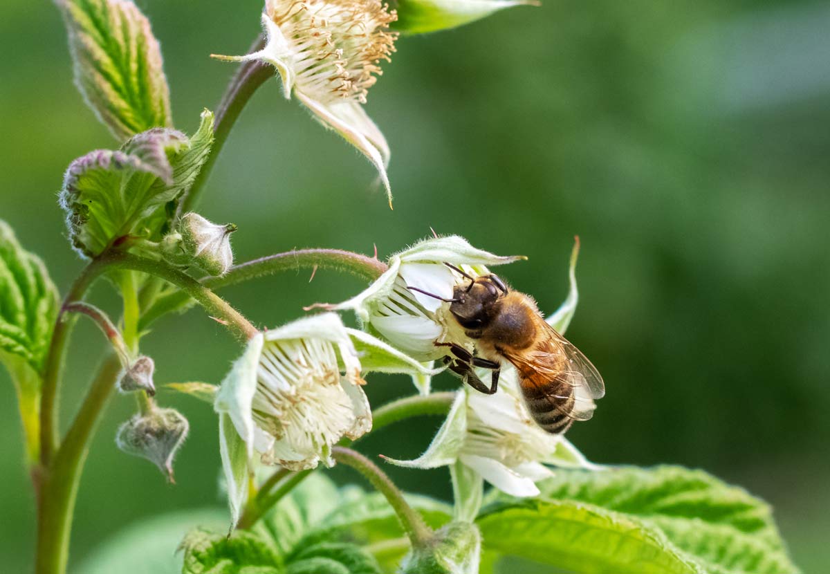 BC Responds to Save Native Bees: What Can Residents Do?